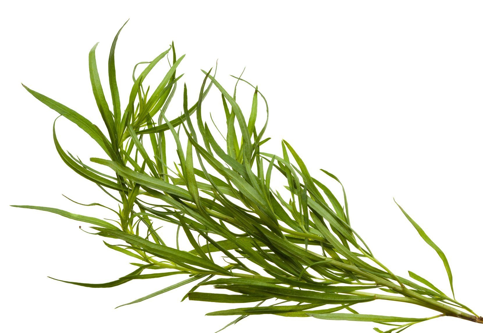 Pehtran – mali zmaj med začimbami » Zazdravje.net