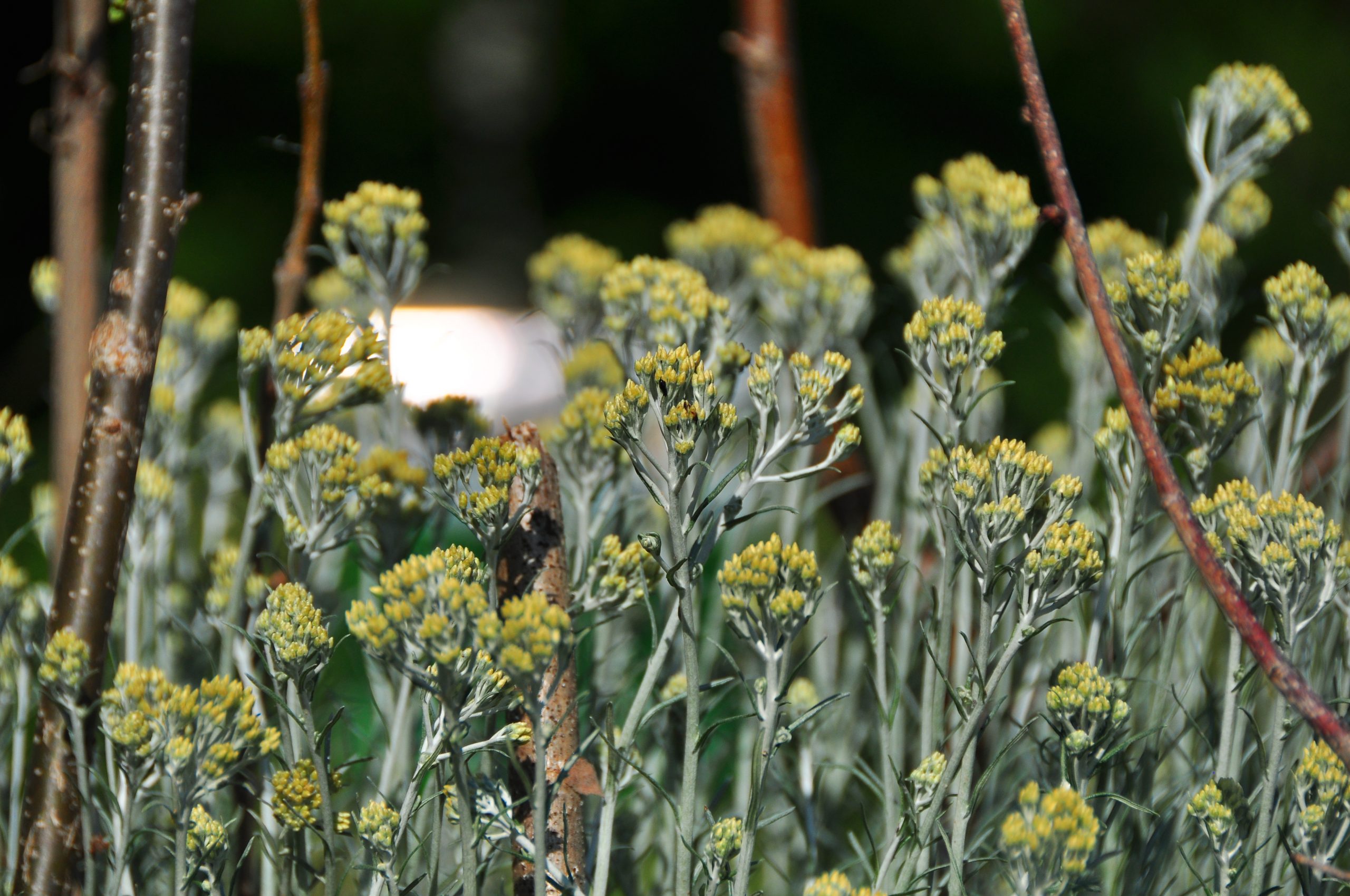 Smilj - vrhunski terapevt za kožo » Zazdravje.net