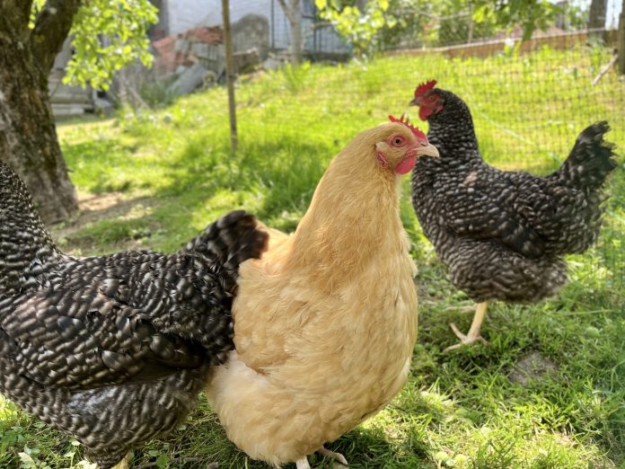 Bosta na svetu le dve vrsti kur? » Zazdravje.net