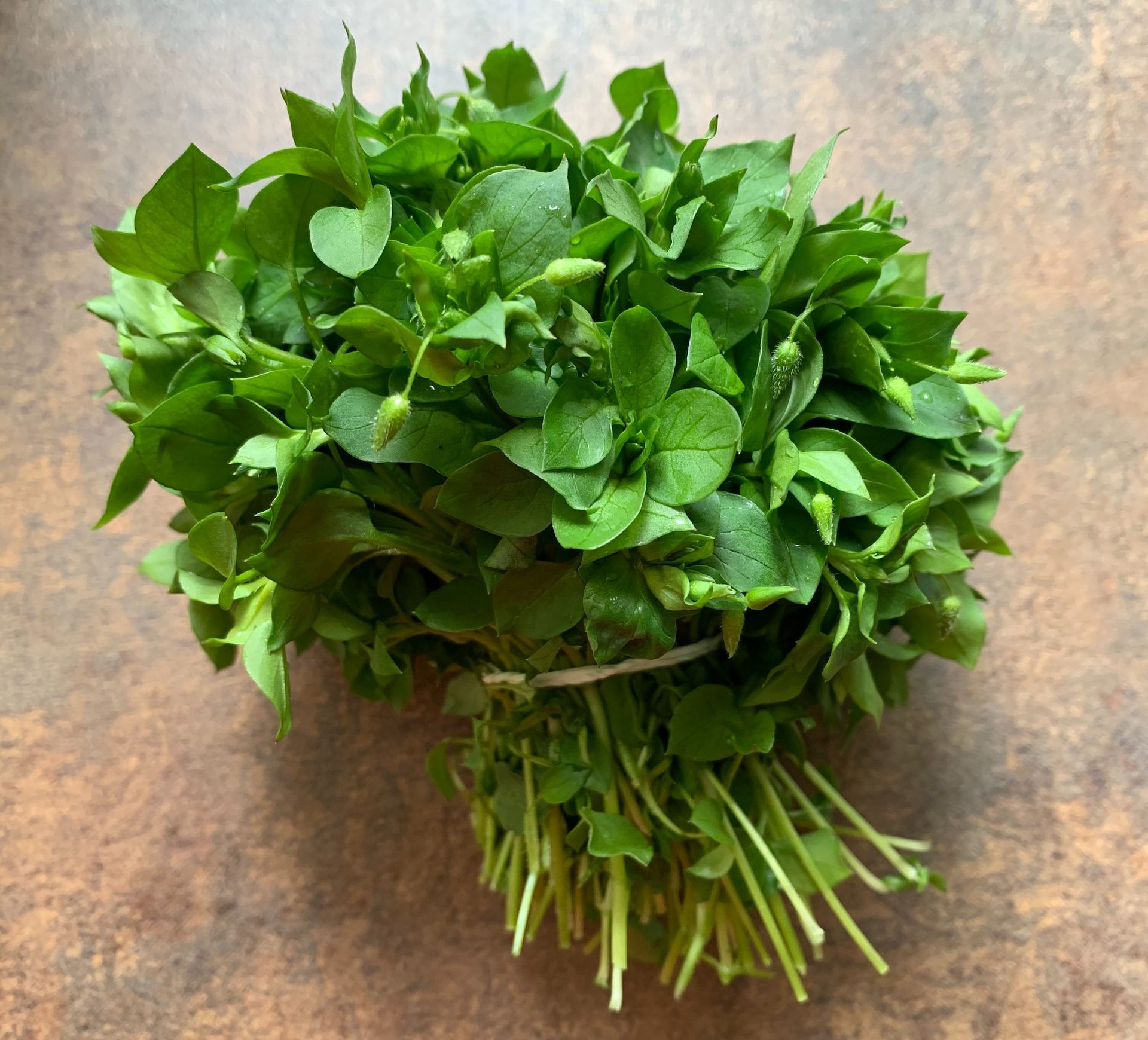 Navadna zvezdica ni navaden plevel » Zazdravje.net