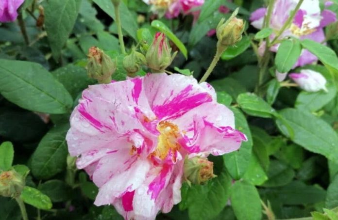 Kako izbrati svojo vrtnico » Zazdravje.net