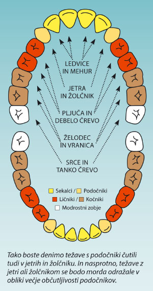 Brez zdravih zob ni zdravega telesa - Zazdravje.net