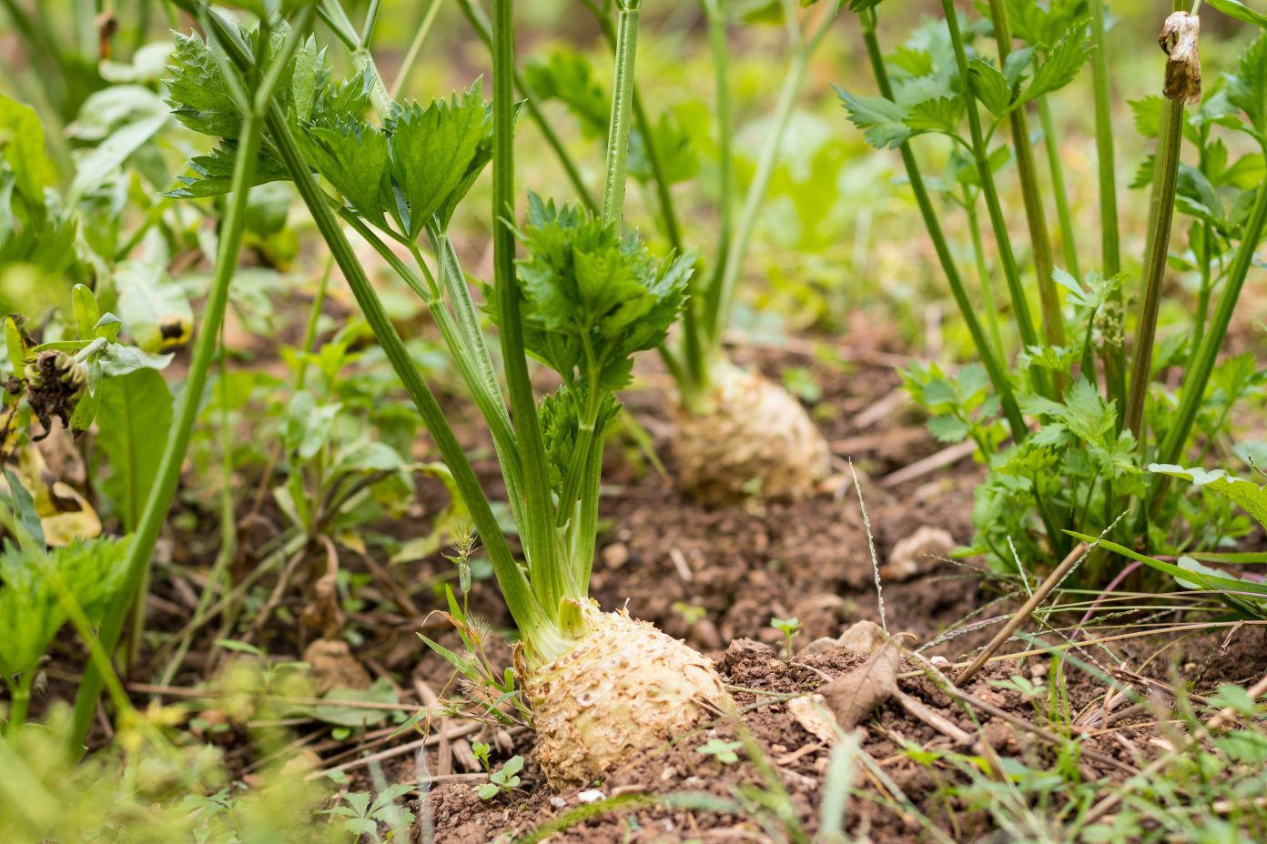 Zélena za zimzeleno zdravje » Zazdravje.net
