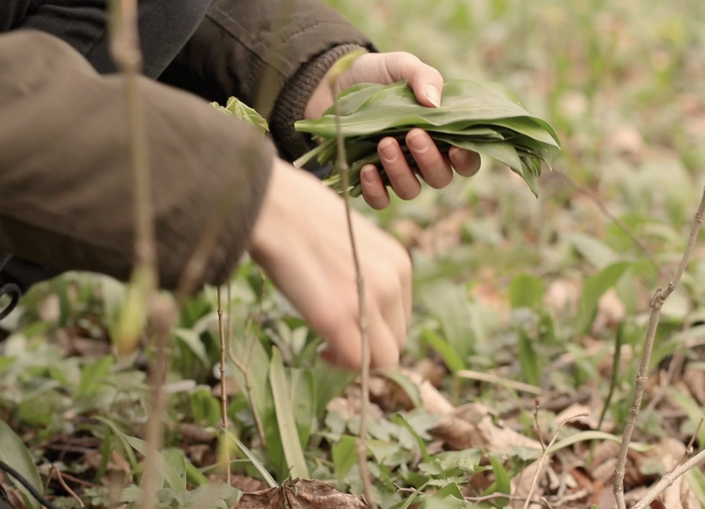 Čemaž – zeleno cepivo » Zazdravje.net